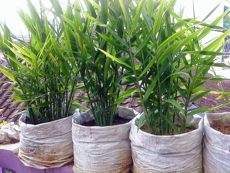 Cara Cerdas Budidaya Jahe Gajah Di Lahan Sempit | Info Agribisnis