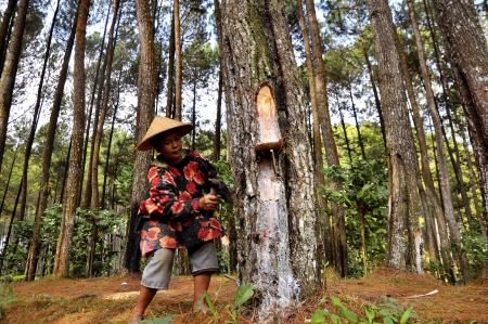 Pohon Pinus Merkusii, Tanaman Yang Wajib Anda Tahu..!!