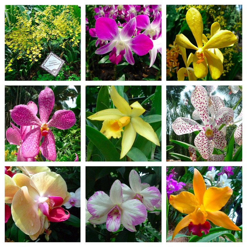 Langkah Teknis Cara Menanam Bunga Anggrek Secara Tepat - Malang Kota Bunga