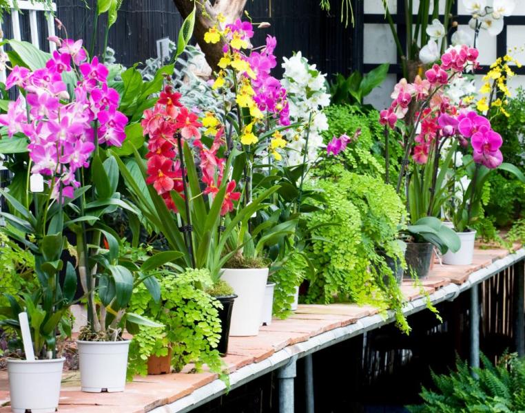 Langkah Teknis Cara Menanam Bunga Anggrek Secara Tepat - Malang Kota Bunga