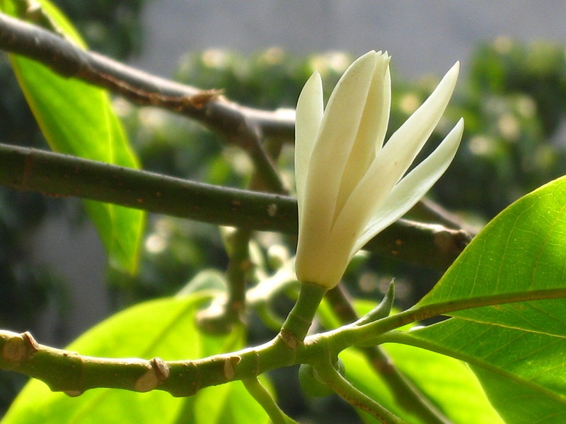 Bunga Cempaka Merah Ini