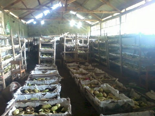 Jenis Bahan Makanan Cacing Tanah Untuk Sukses Ternak Cacing | Info ...